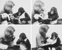 Why Chimpanzees Can’t Learn Language: My Rollercoaster Experience ...